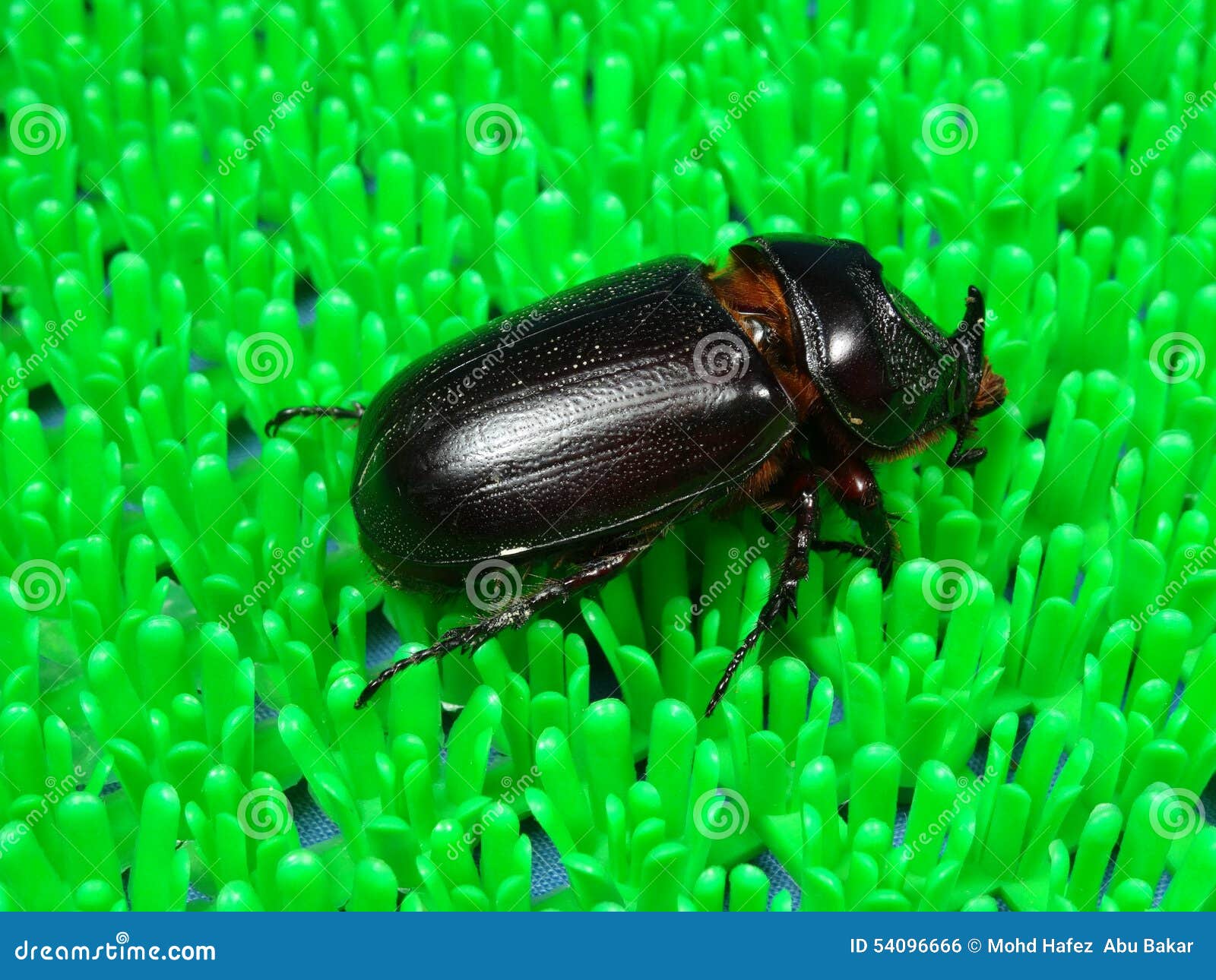 Escarabajo De Rinoceronte Del Coco Foto de archivo - Imagen de insecto ...