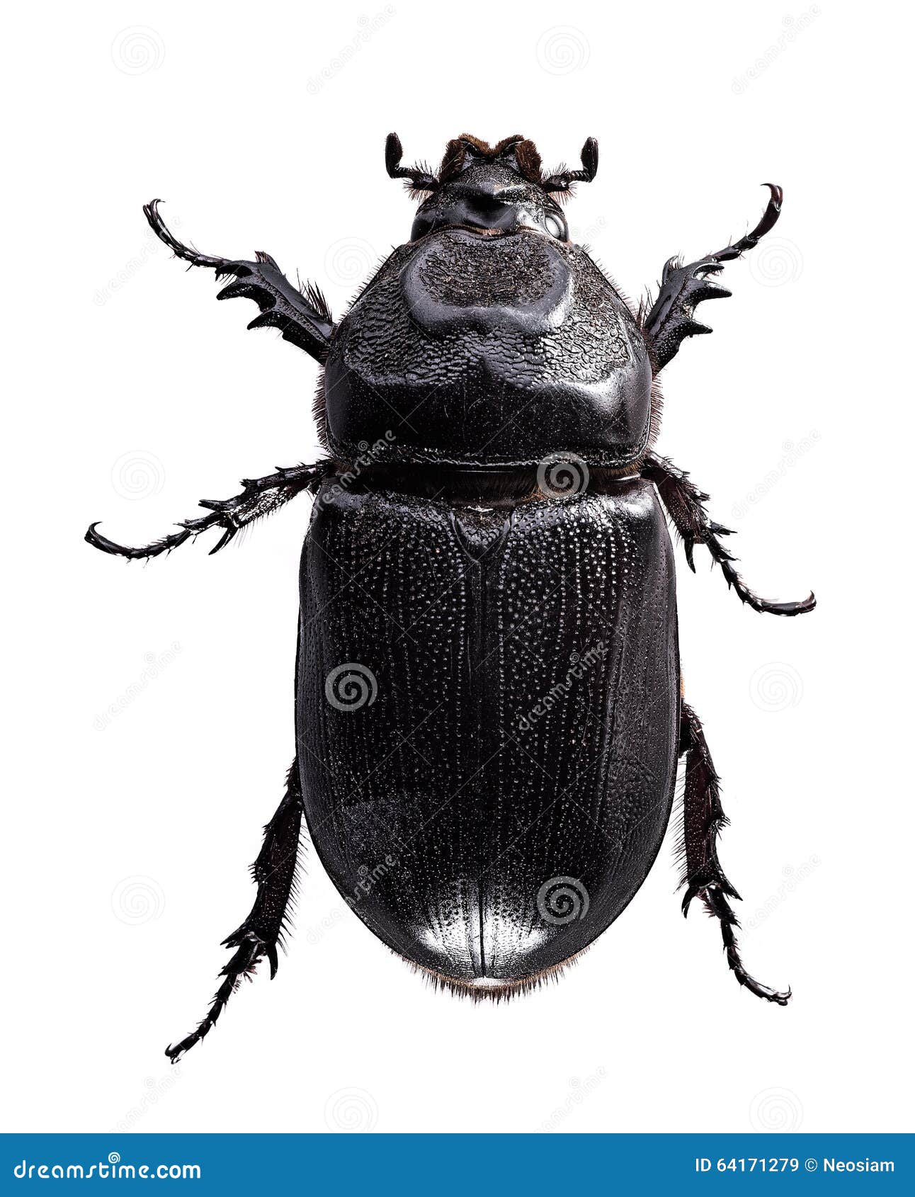 Escarabajo De Rinoceronte Del Coco Imagen de archivo - Imagen de ...