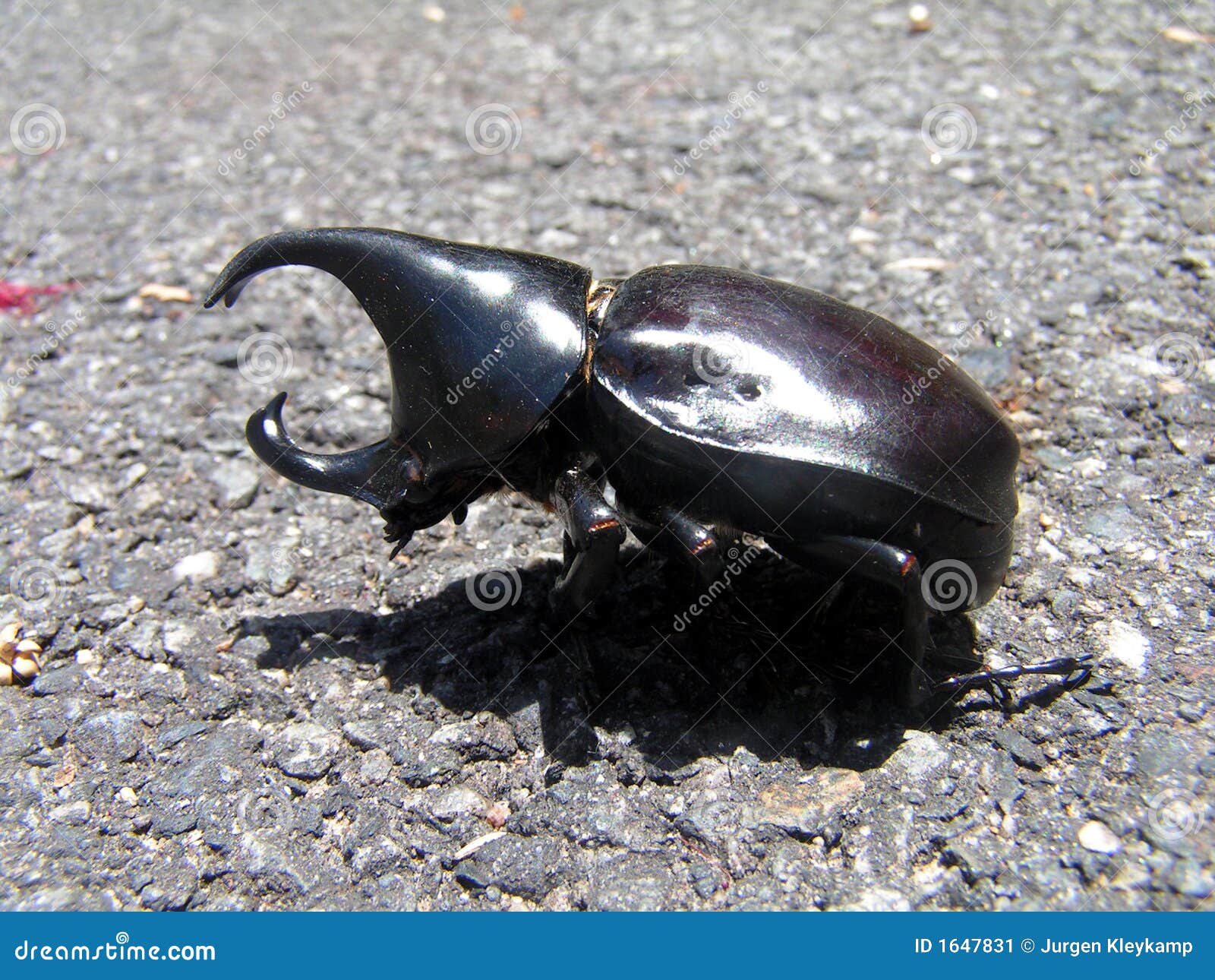 Escarabajo del rinoceronte imagen de archivo. Imagen de rinoceronte ...