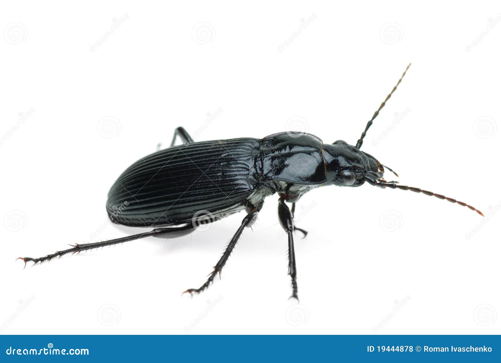 Escarabajo Negro Del Carabus Foto de archivo - Imagen de vivo, aislado ...