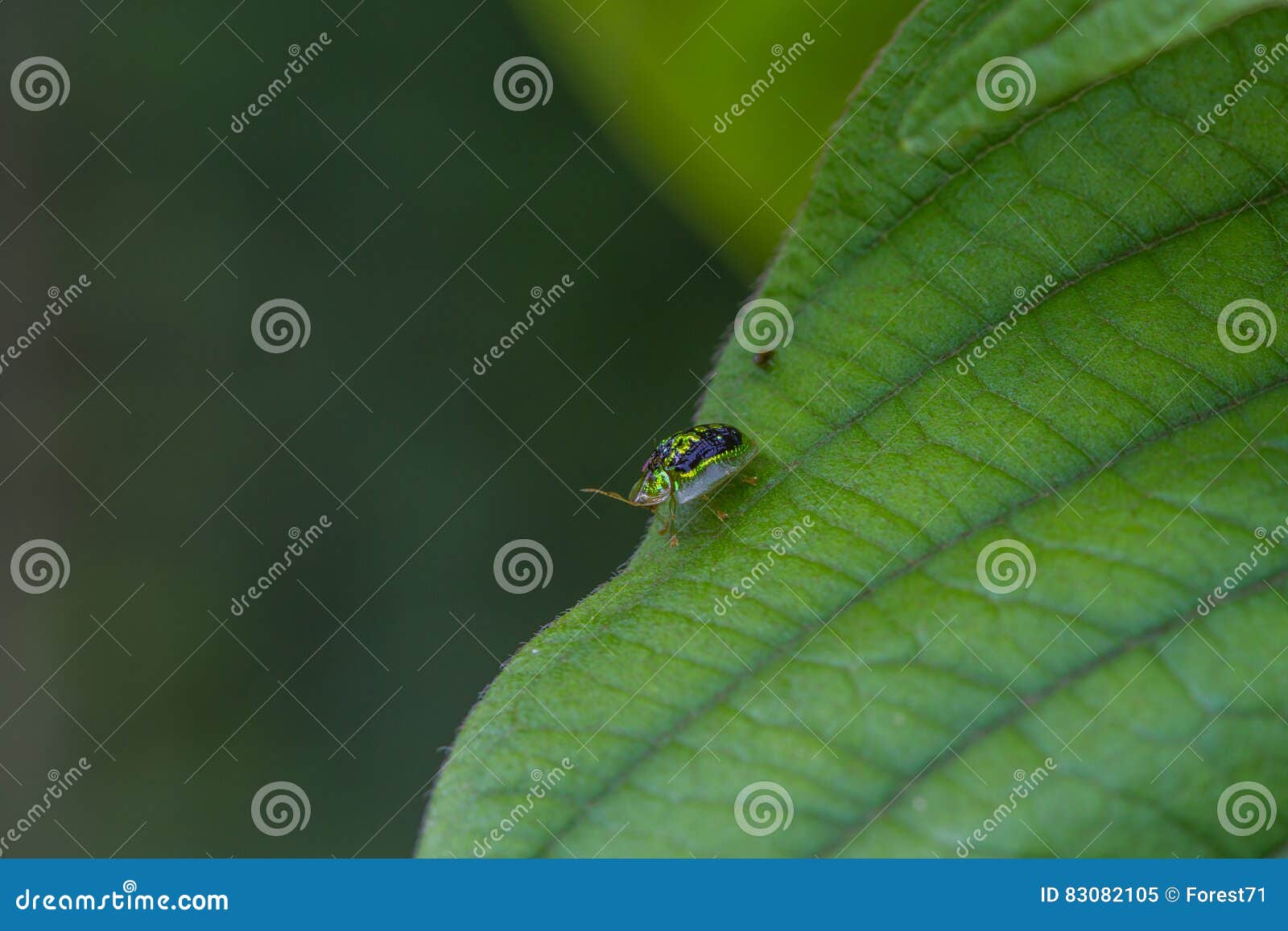 Escarabajos De Oro De La Tortuga Del Insecto Imagen de archivo - Imagen ...