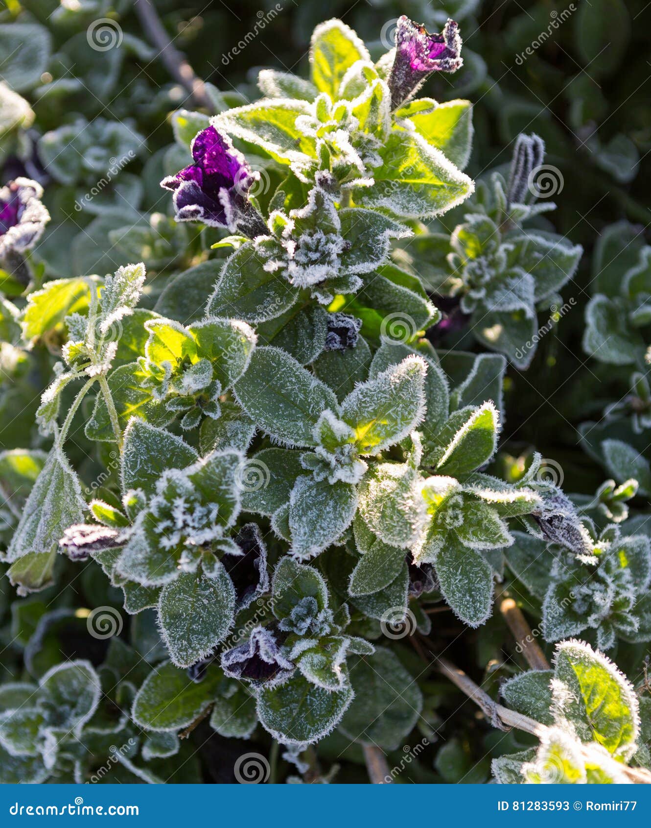 Escarcha o escarcha imagen de archivo. Imagen de helado - 81283593