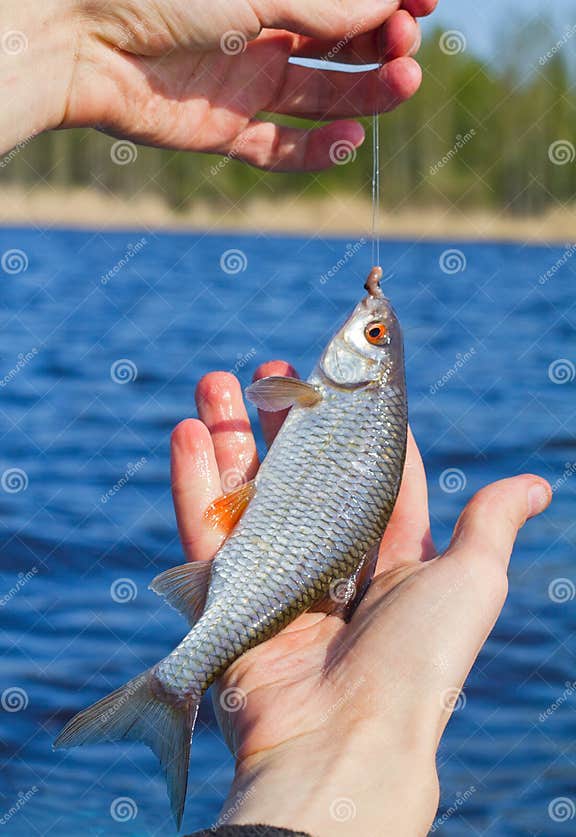 Escarcho ahora cogido foto de archivo. Imagen de azul - 19775972