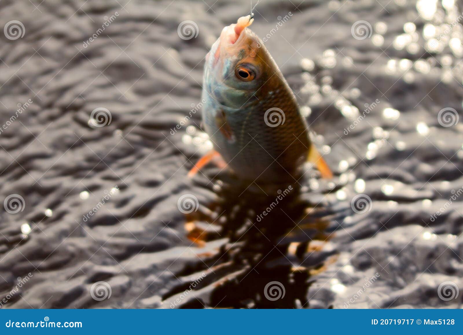 Escarcho ahora cogido imagen de archivo. Imagen de activo - 20719717