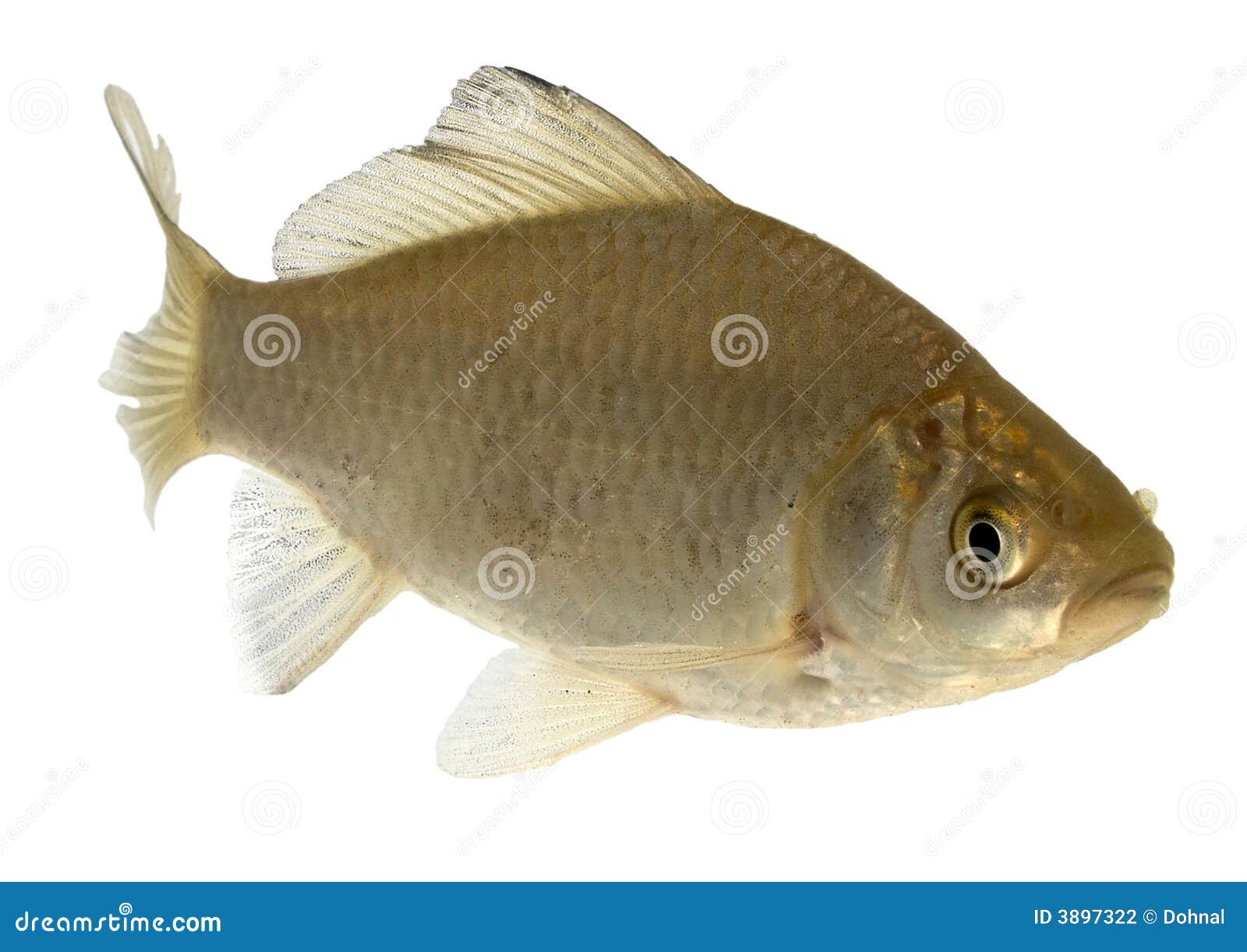 Escarcho - Aislado En El Fondo Blanco Foto de archivo - Imagen de lago ...