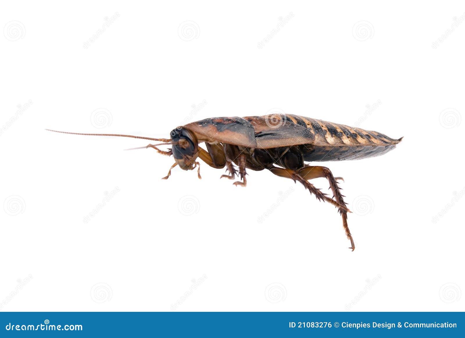 Escarcho Aislado Sobre Blanco Foto de archivo - Imagen de muerte ...