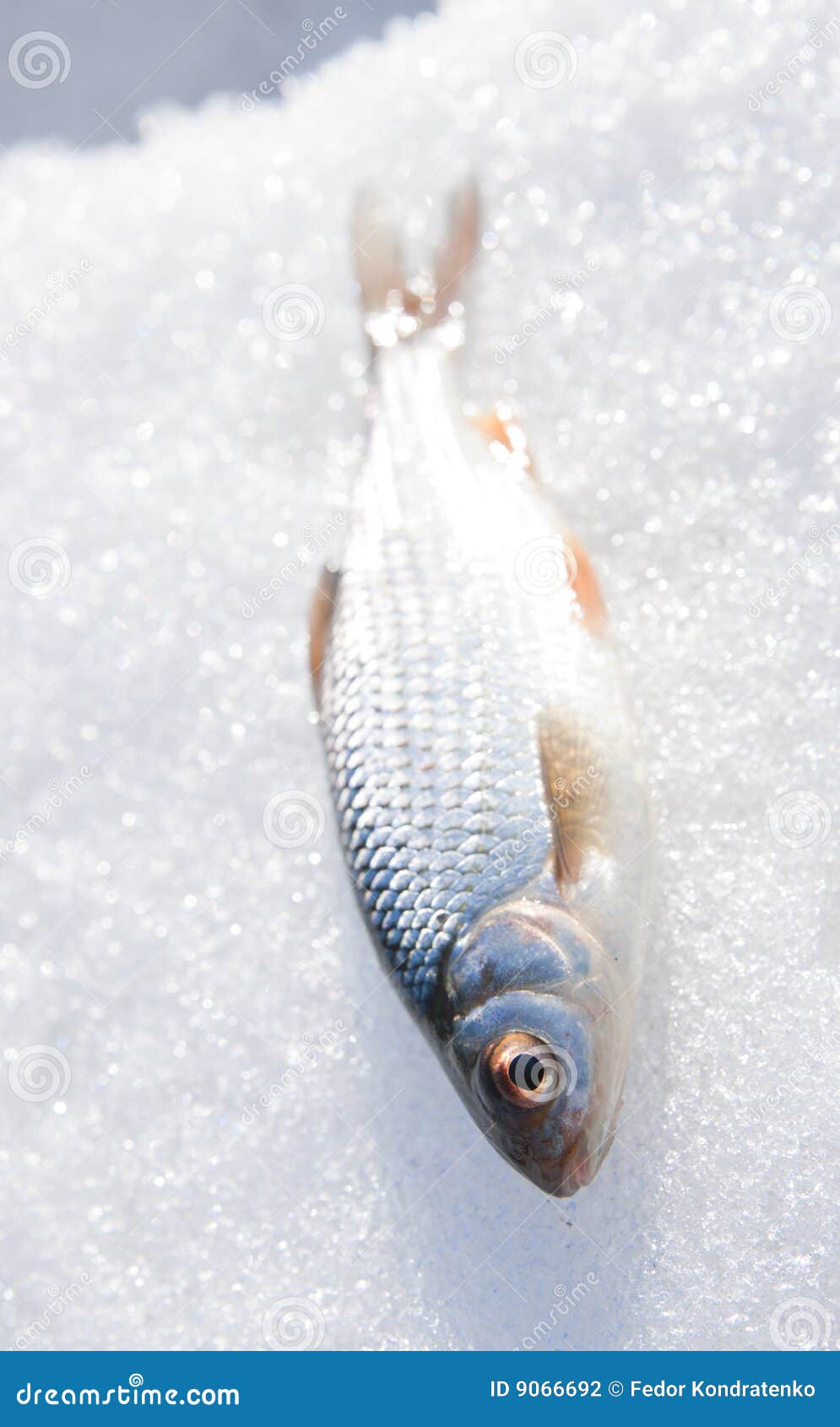 Escarcho Brillante En Nieve Foto de archivo - Imagen de hielo, mariscos ...
