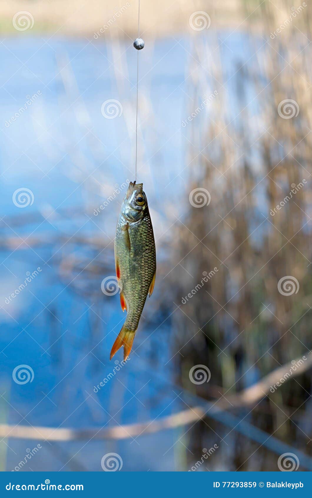 Escarcho cogido imagen de archivo. Imagen de exterior - 77293859