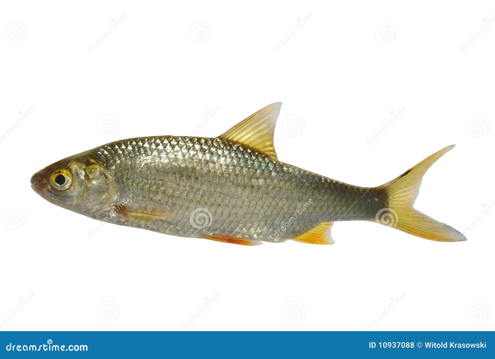 Escarcho En El Fondo Blanco Foto de archivo - Imagen de cubo, comer ...