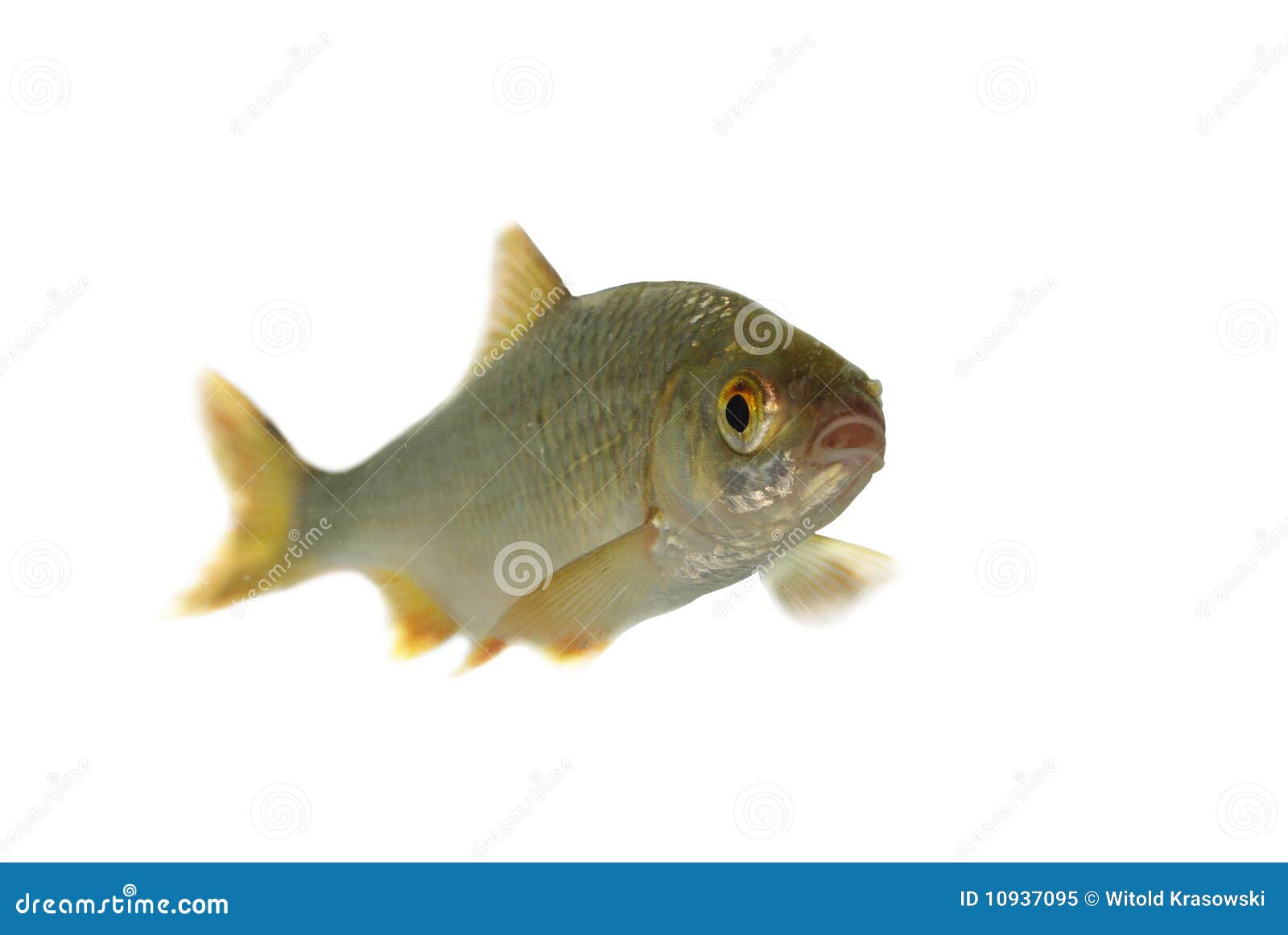 Escarcho En El Fondo Blanco Imagen de archivo - Imagen de pesca ...