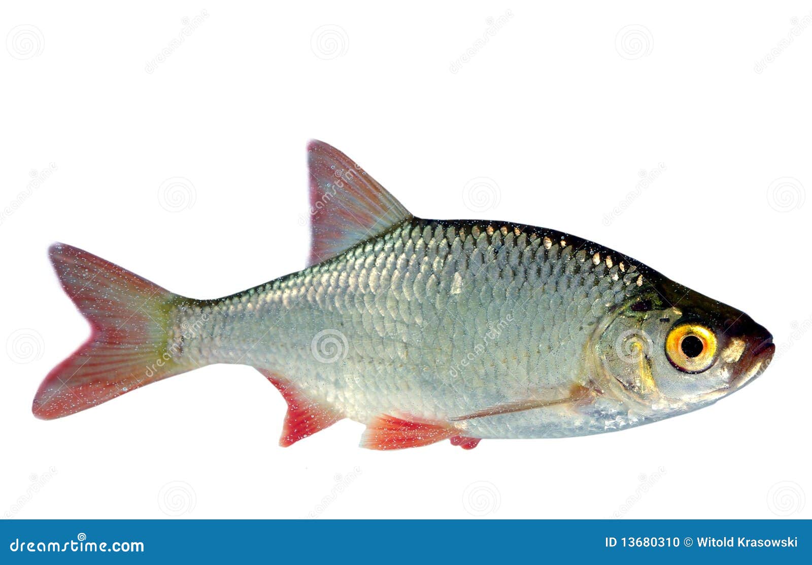 Escarcho En El Fondo Blanco Foto de archivo - Imagen de animal, plata ...