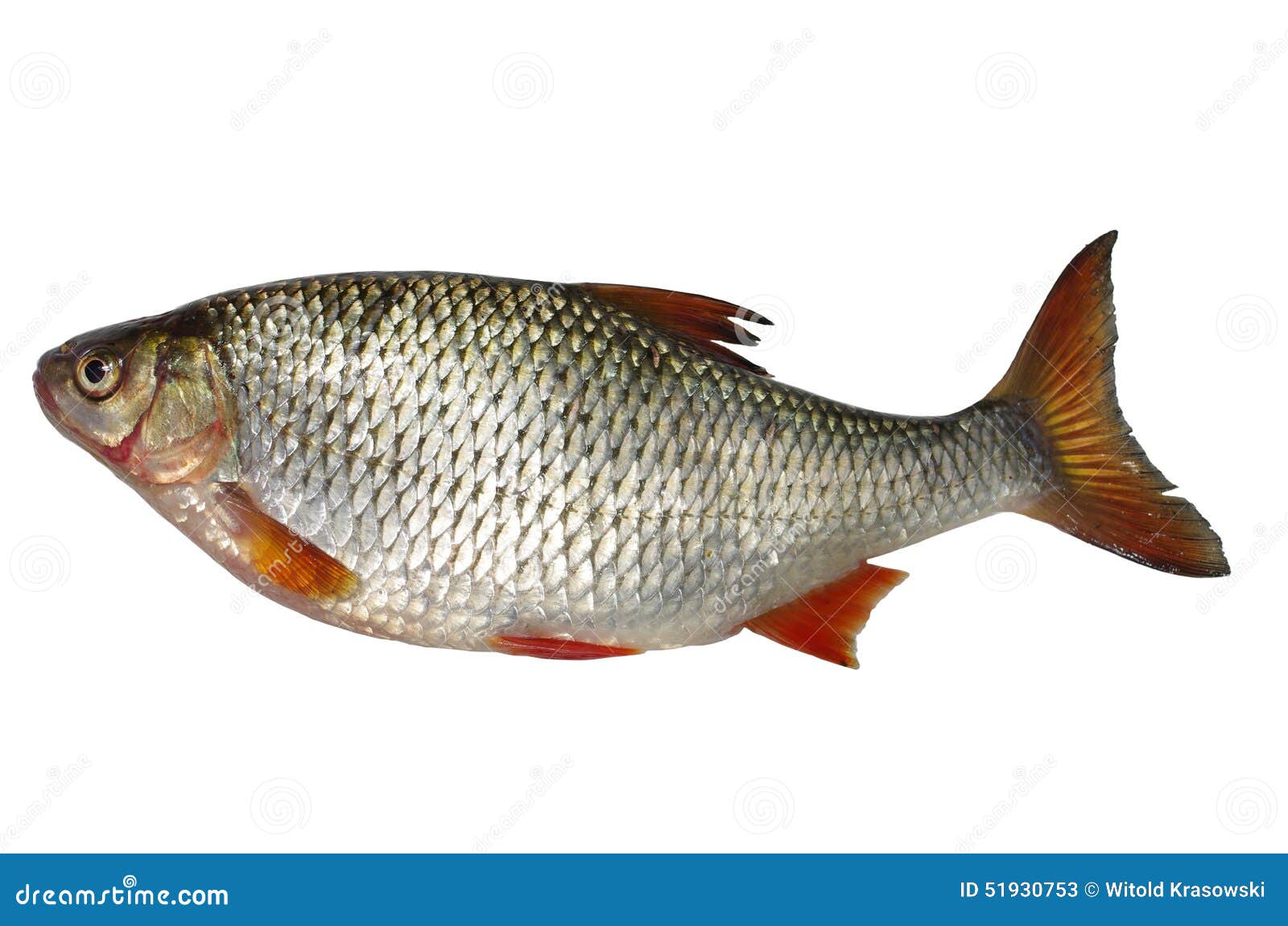 Escarcho En El Fondo Blanco Imagen de archivo - Imagen de ingrediente ...