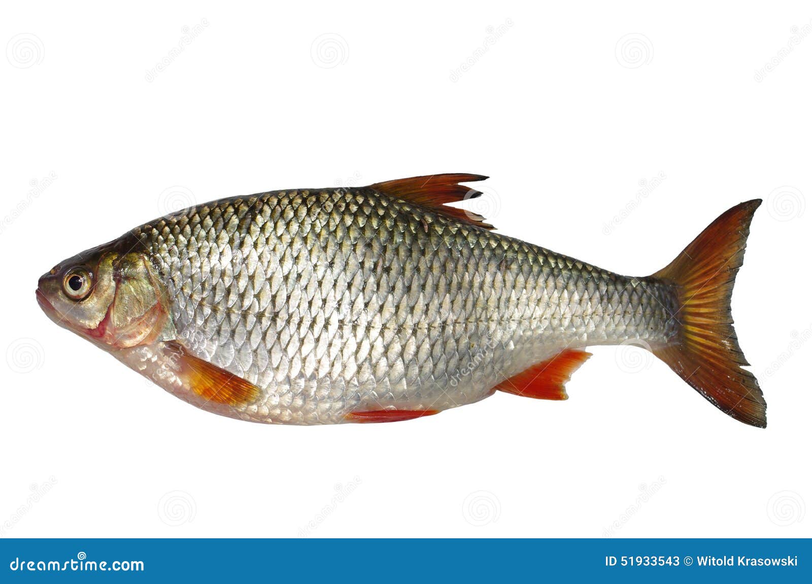 Escarcho En El Fondo Blanco Imagen de archivo - Imagen de pescados ...