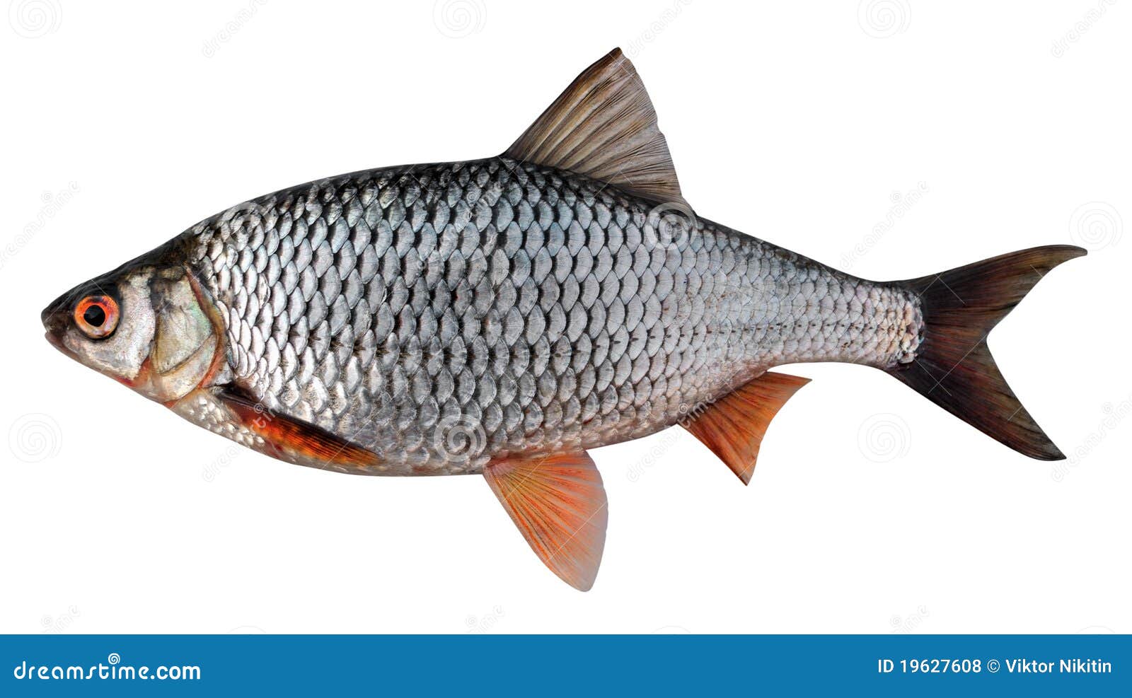 Escarcho Siberiano (lacustris Del Rutilus Del Rutilus) Foto de archivo ...