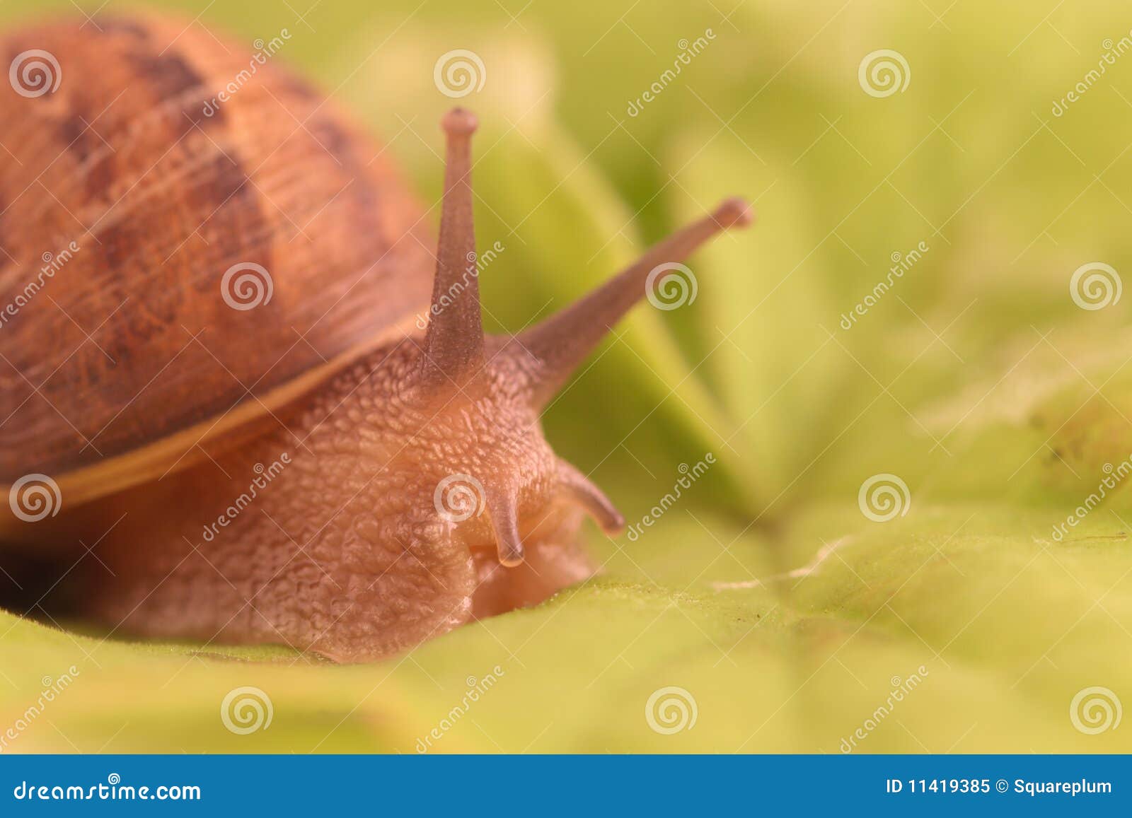 Escargot image stock. Image du sauvage, nature, mouvement - 11419385