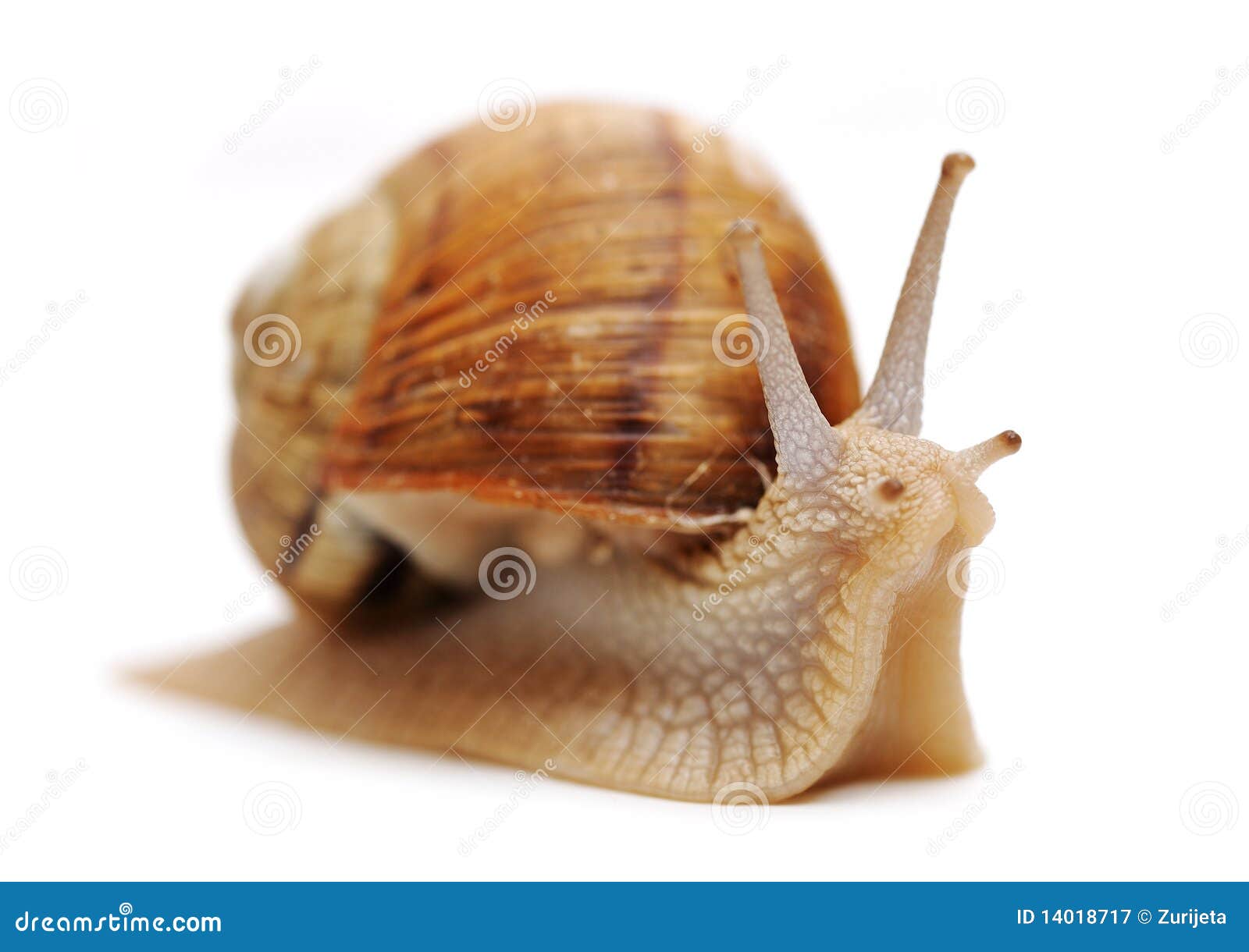 Escargot image stock. Image du rampement, coque, détail - 14018717
