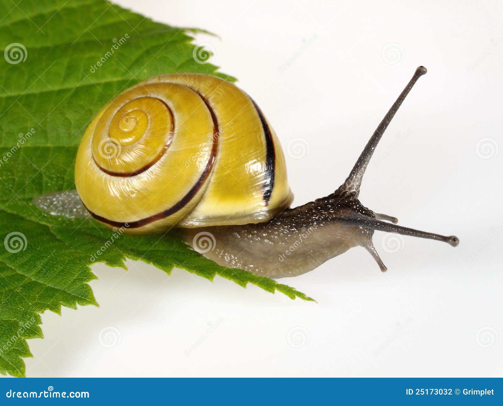 Escargot photo stock. Image du animaux, escargot, nature - 25173032