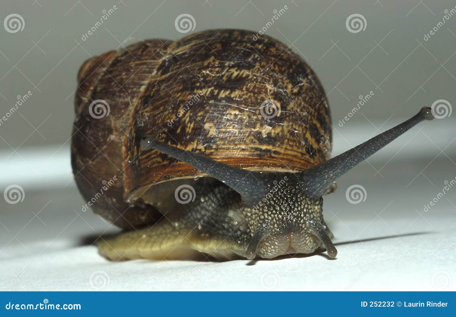 Escargot photo stock. Image du petit, nature, sauvage, lent - 252232