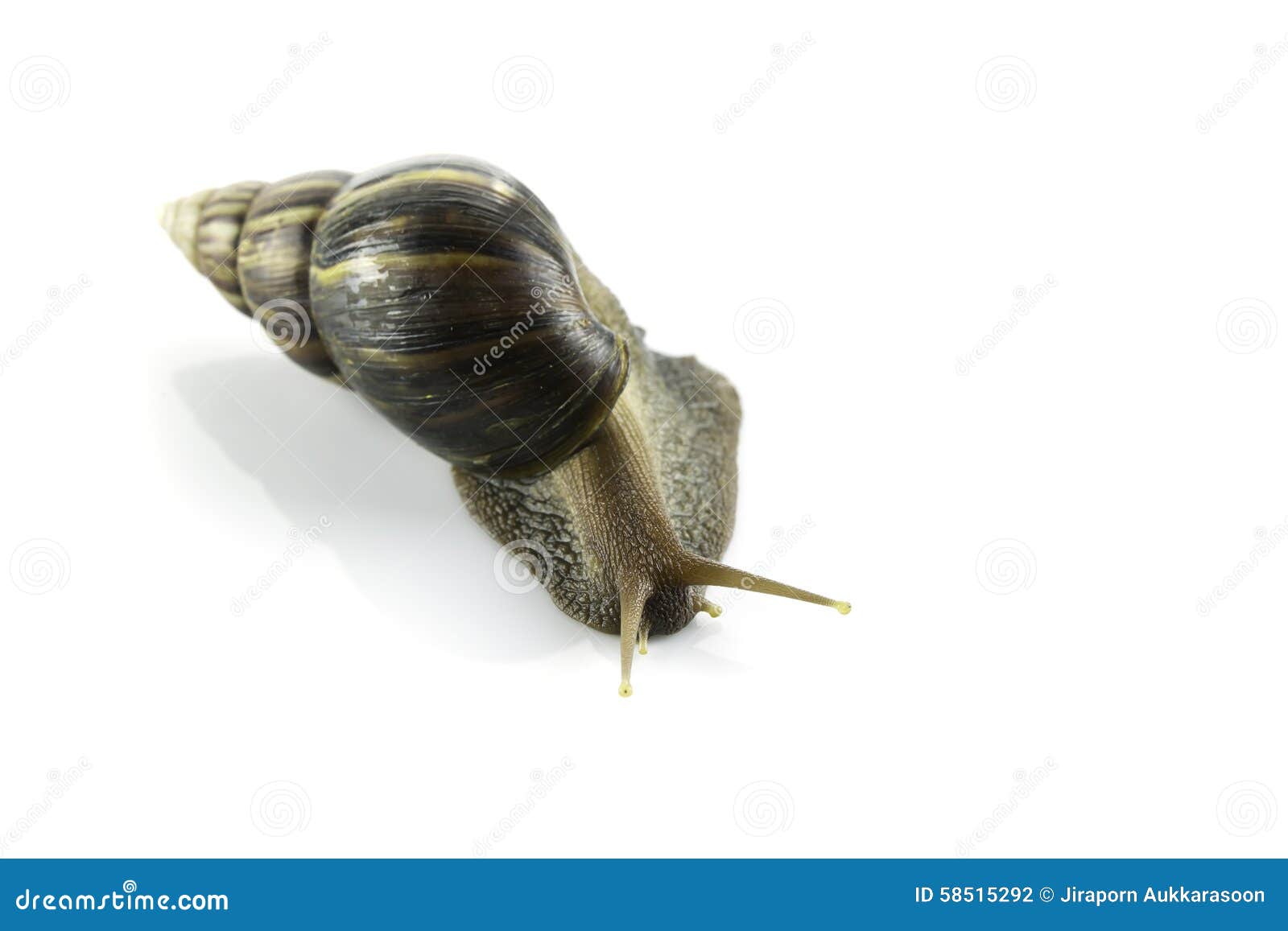 Escargot Africain Sur Le Fond Blanc Photo stock - Image du gastéropode ...