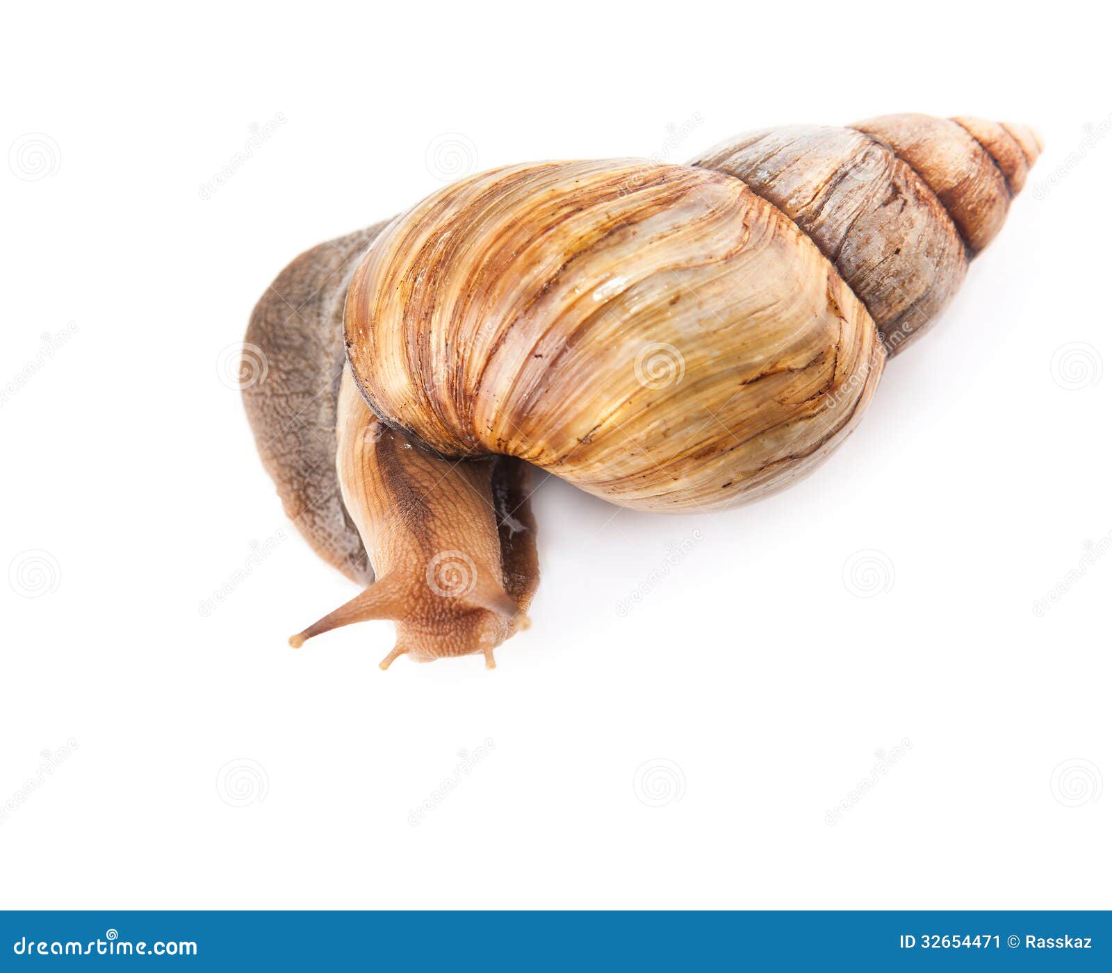Escargot D'isolement Sur Le Fond Blanc Image stock - Image du animal ...