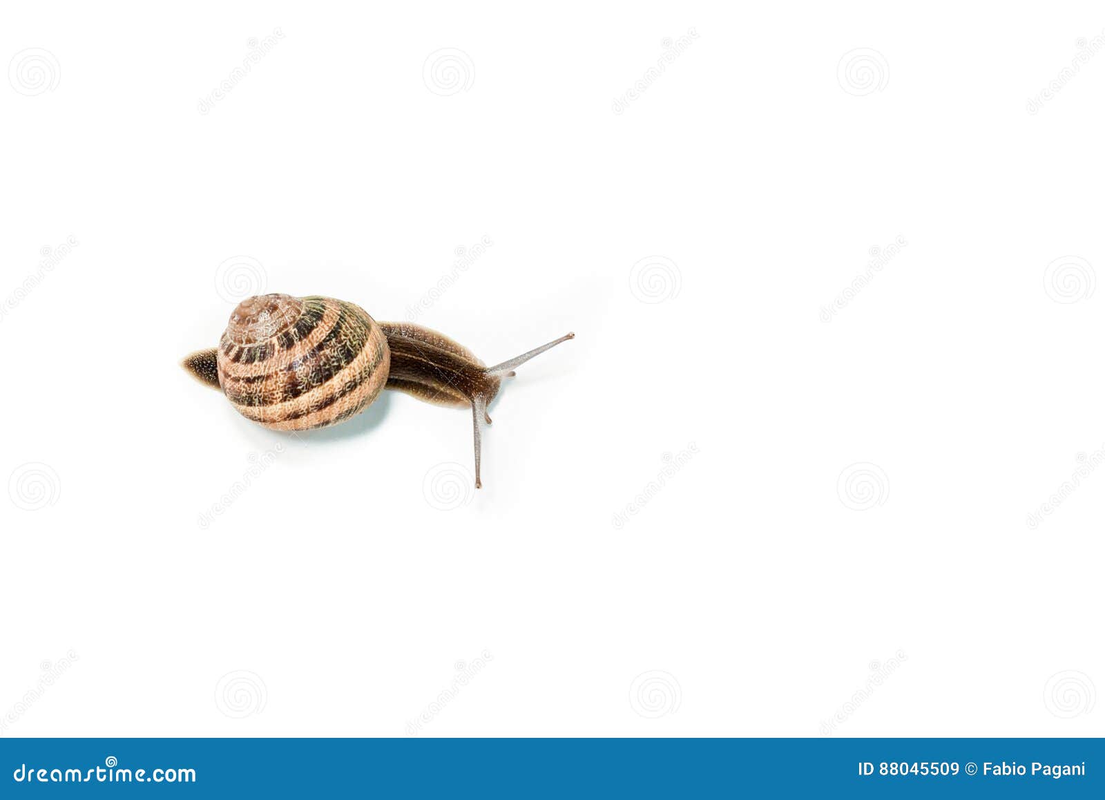 Escargot De Brown Sur Le Fond Blanc Image stock - Image of curiosité ...