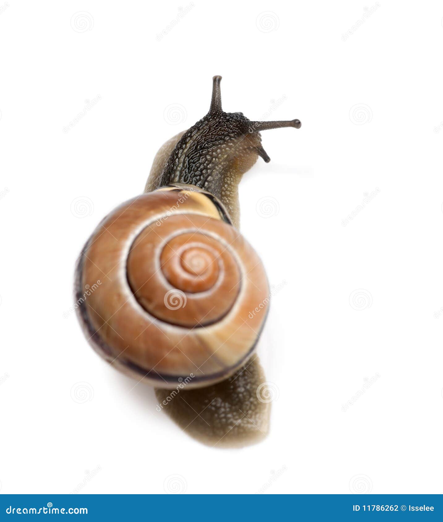 Escargot De Jardin Devant Un Fond Blanc Photo stock - Image du angle ...