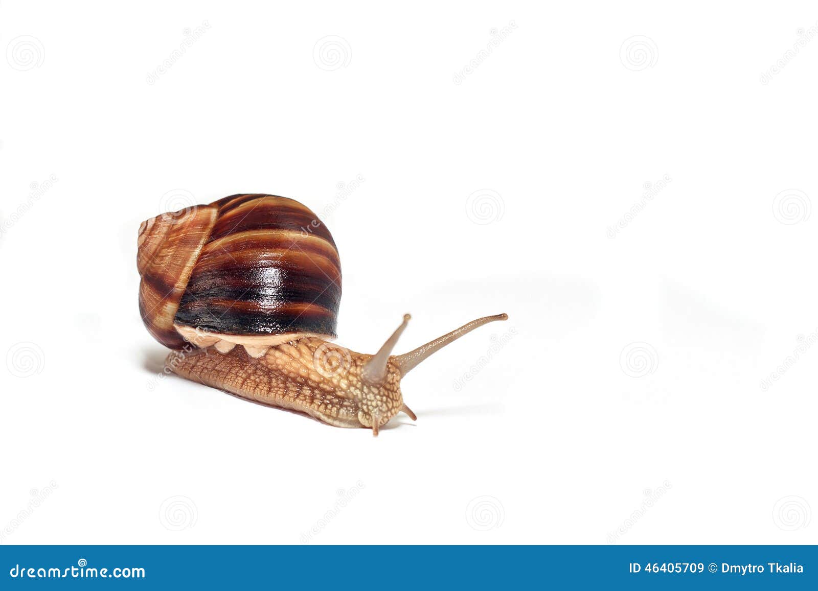 Escargot De Terre Sur Un Fond Blanc Image stock - Image du cockleshell ...