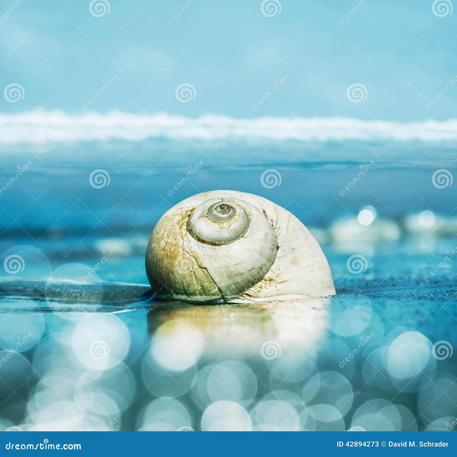 Escargot et Bokeh de lune image stock. Image du bulles - 42894273