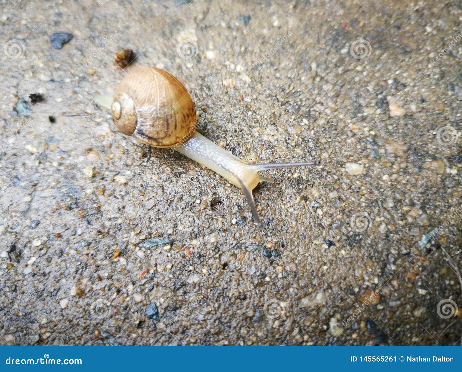 Escargot image stock. Image of nature, texture, escargot - 145565261