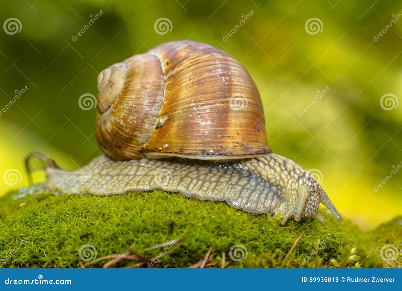Escargot stock image. Image of color, macro, mollusc - 89935013