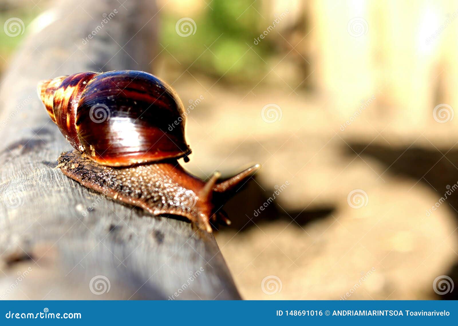 Escargot stock photo. Image of marron, escargot, lent - 148691016