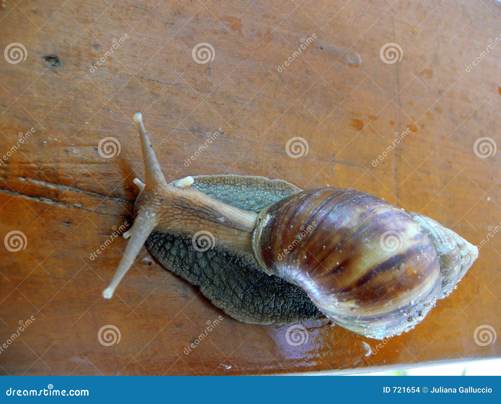 Escargot snail stock photo. Image of wooden, details, molluscan - 721654