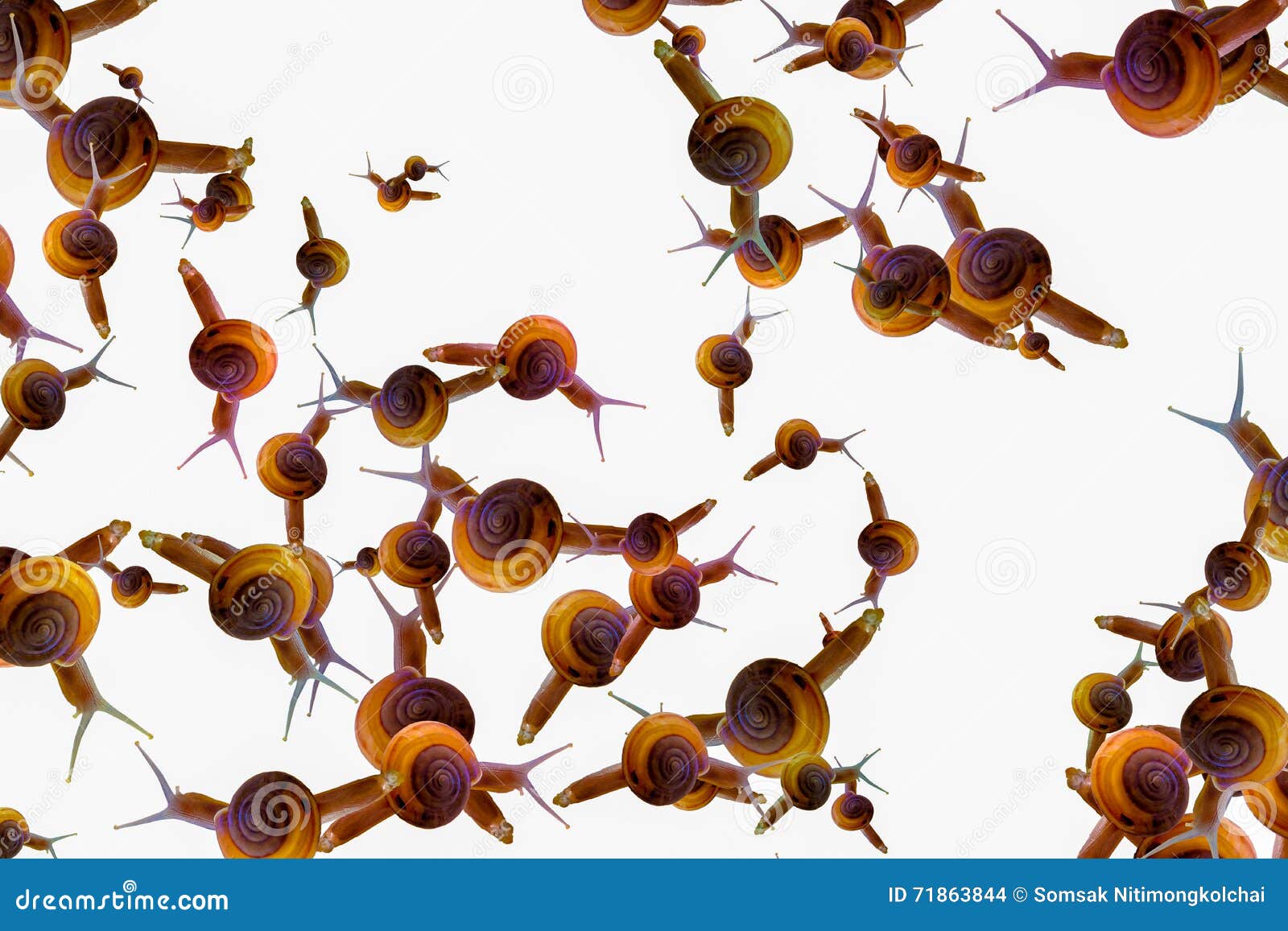 Escargot sur le fond blanc photo stock. Image du créature - 71863844