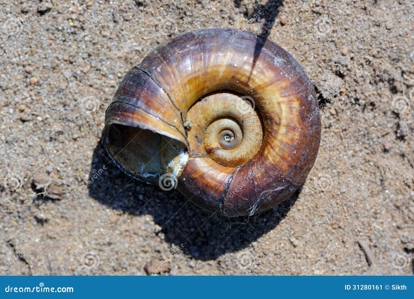 Escargot vide Shell image stock. Image du environnement - 31280161