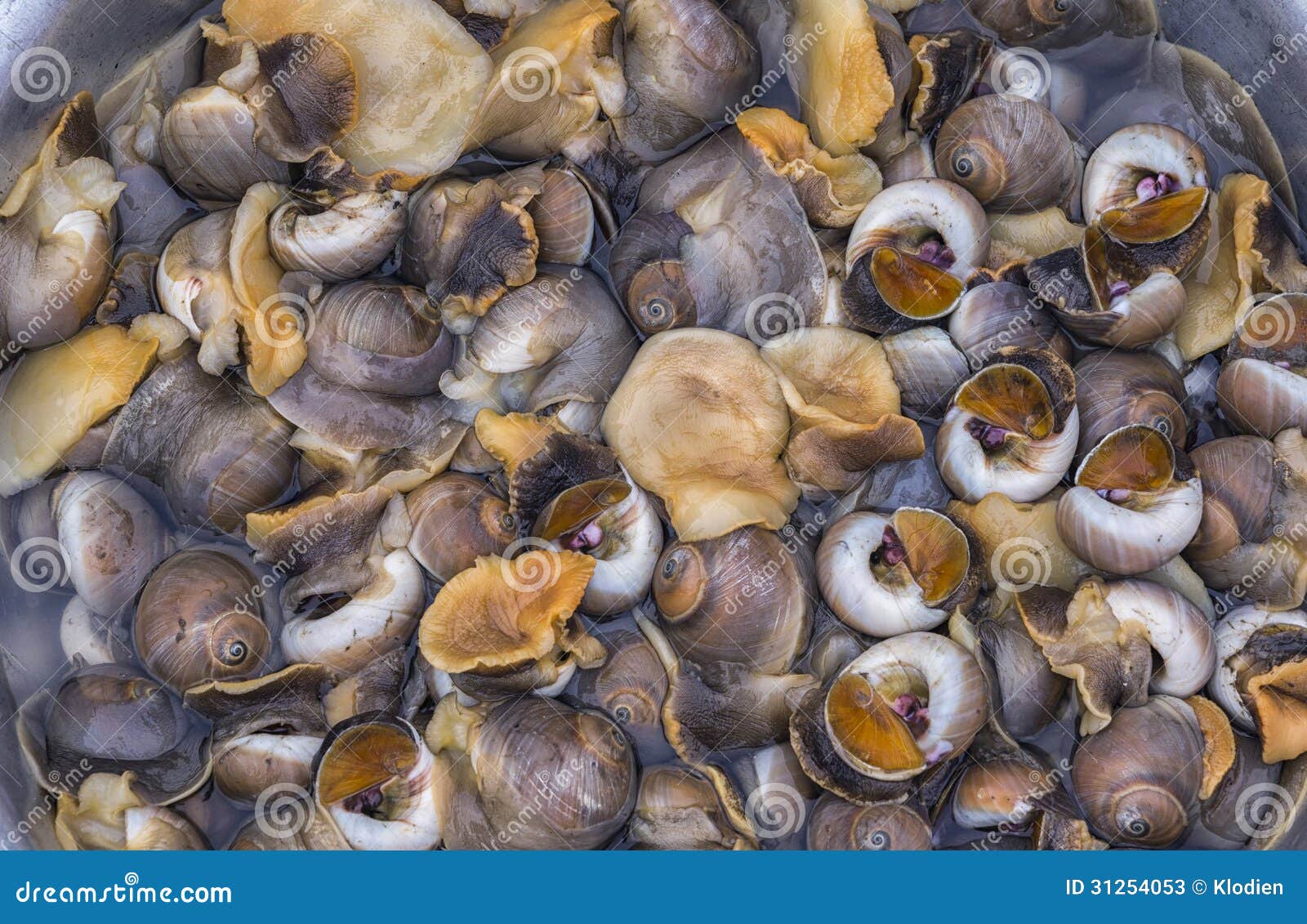 Escargots De Mer Ou Mollusques Gastéropodes Marins Photos stock - Image ...