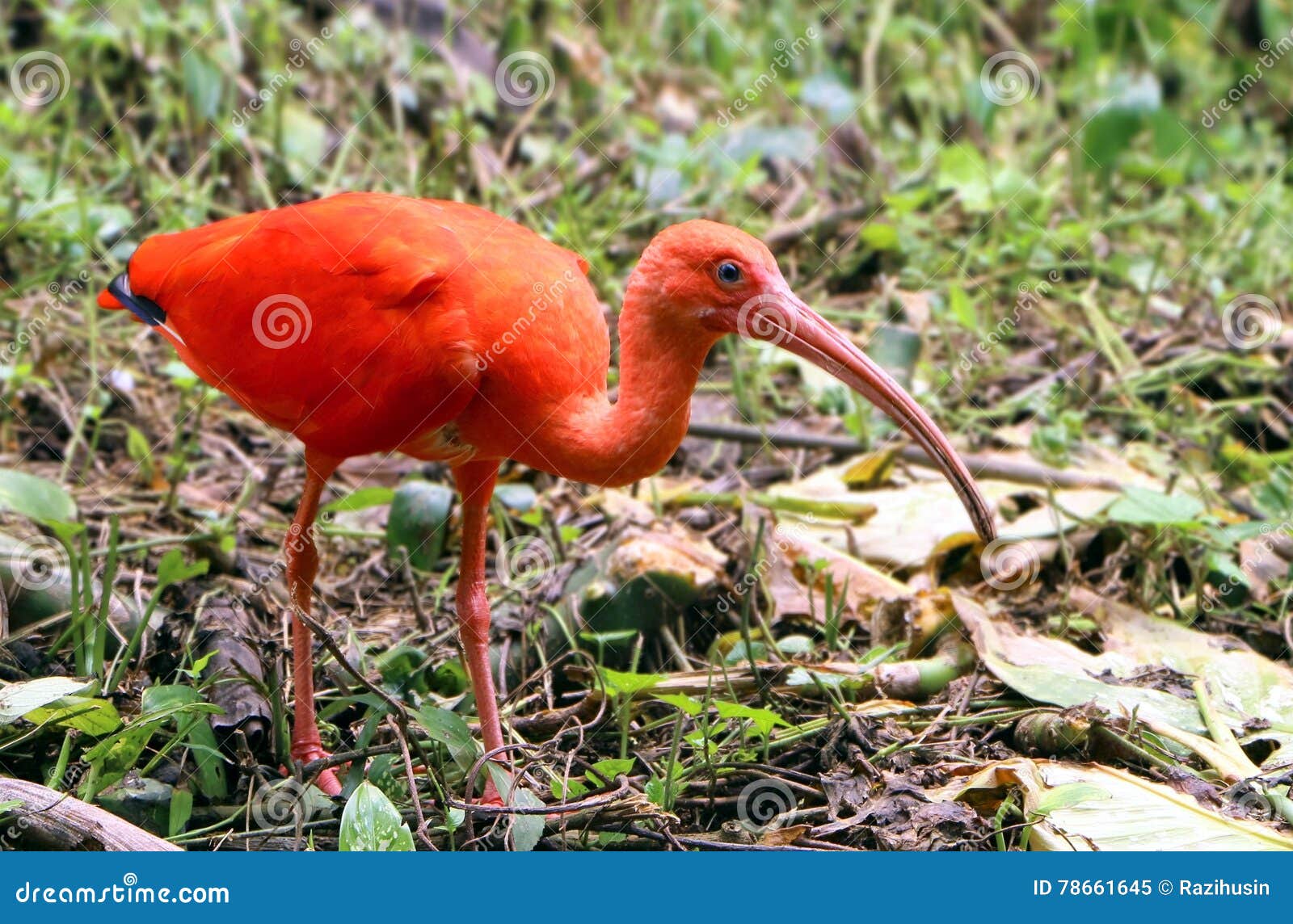 Escarlata Rojo Ibis Que Busca La Comida Imagen de archivo - Imagen de ...