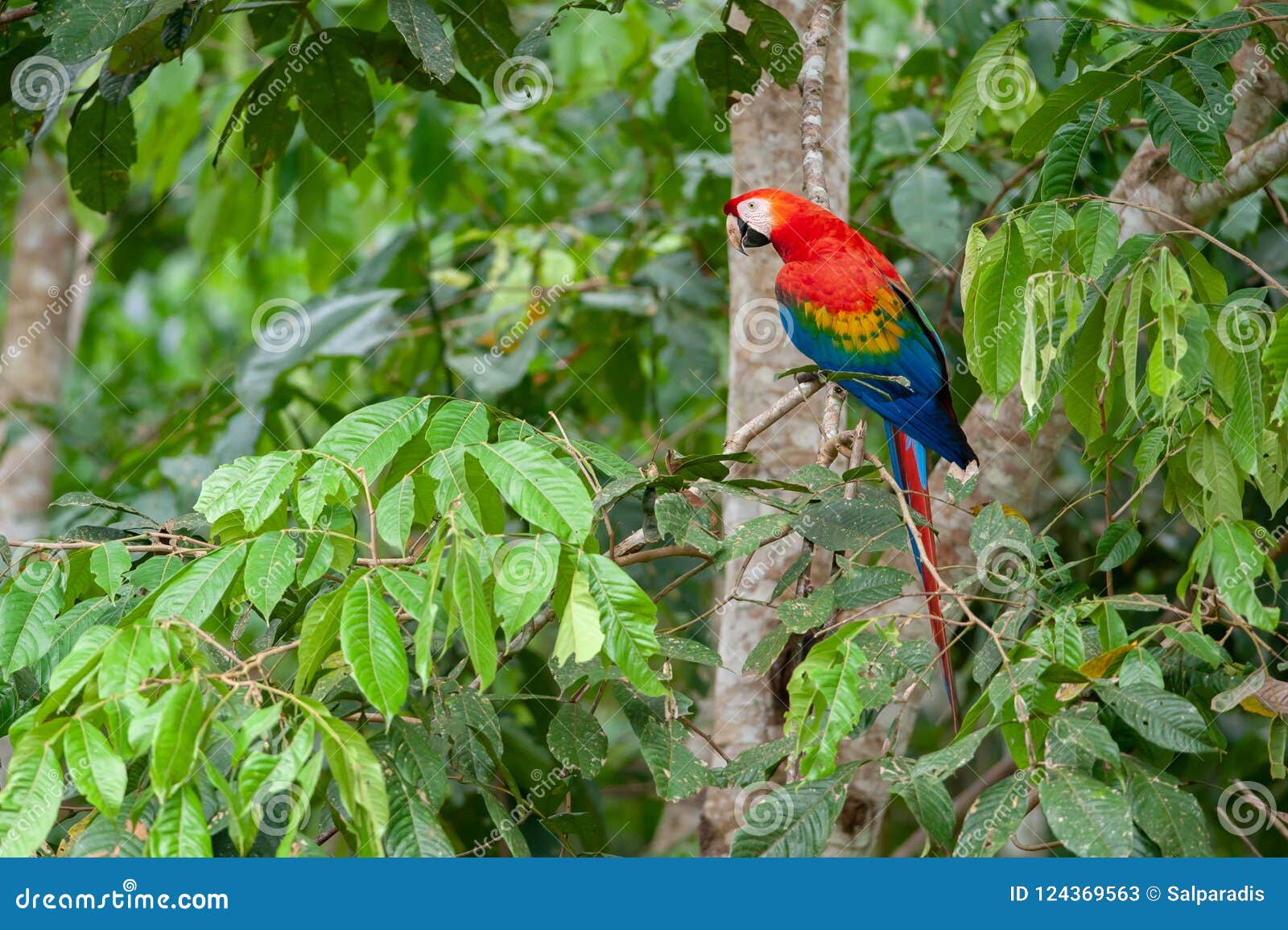 Escarlate da arara imagem de stock. Imagem de floresta - 124369563