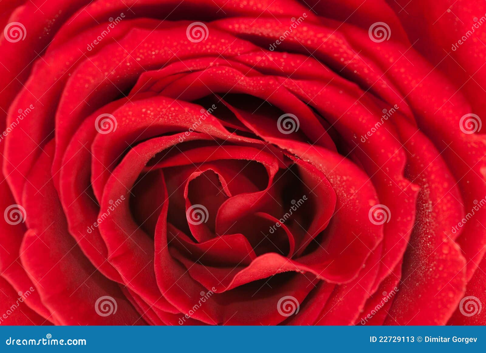 Escarlate Da Textura Cor-de-rosa Imagem de Stock - Imagem de pétala ...