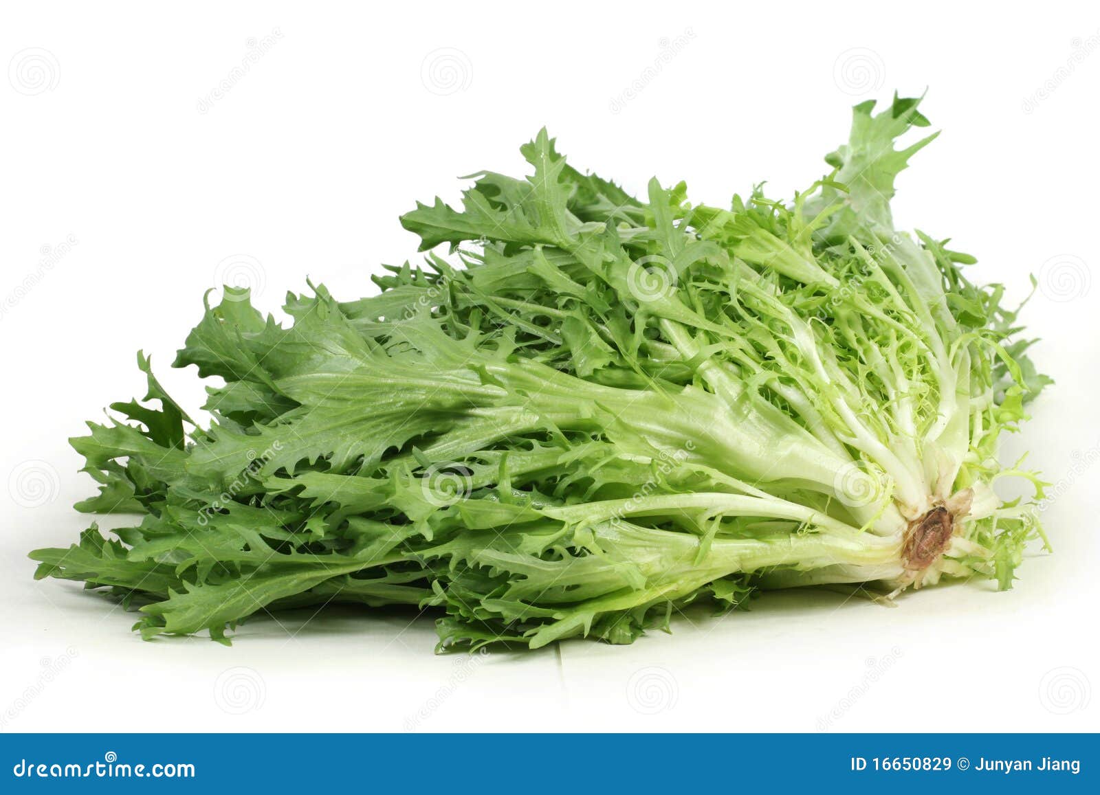 Escarole Endive