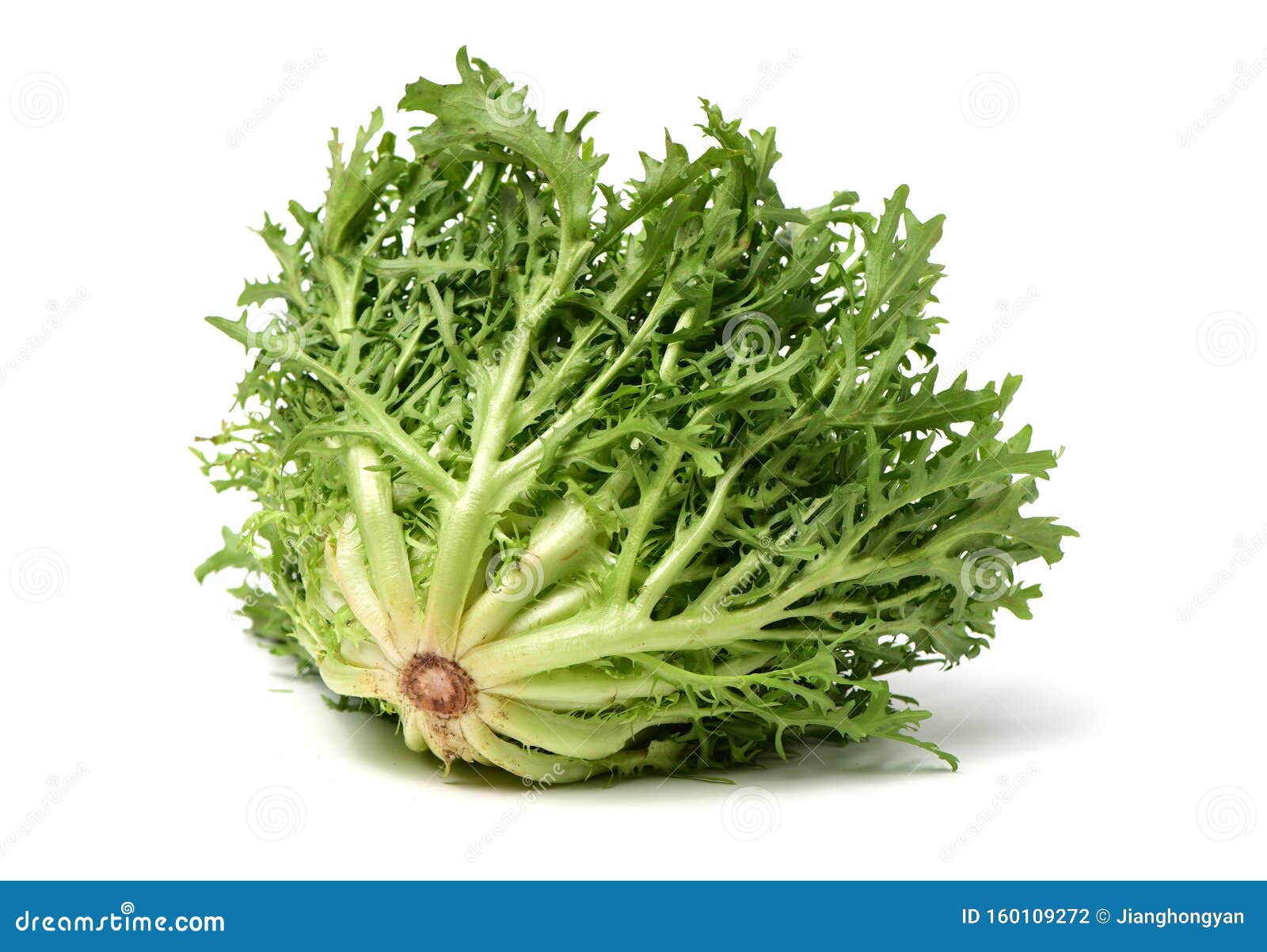 Escarole Endive stock photo. Image of freshness, close - 160109272