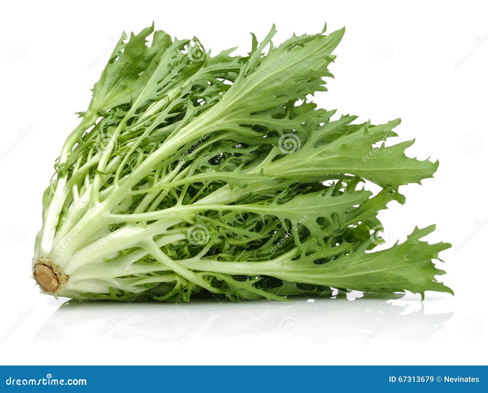 Escarole Endive
