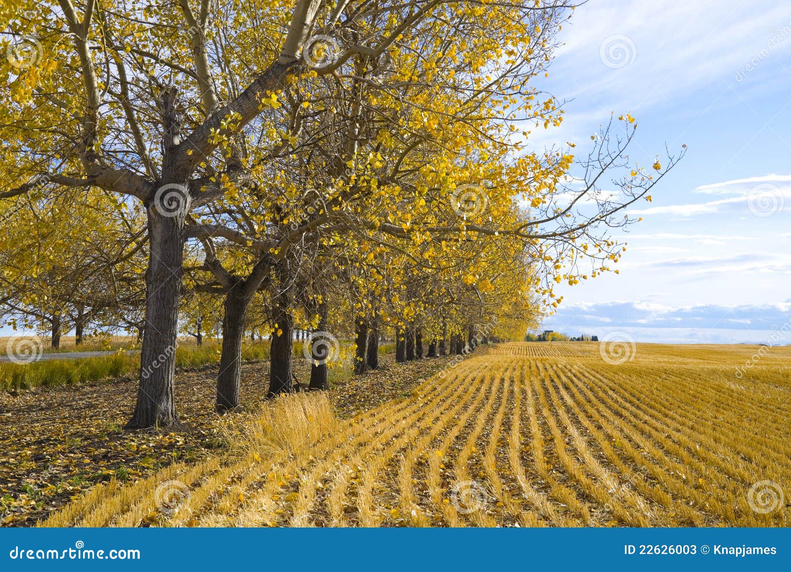 Escena de Autmun imagen de archivo. Imagen de alberta - 22626003