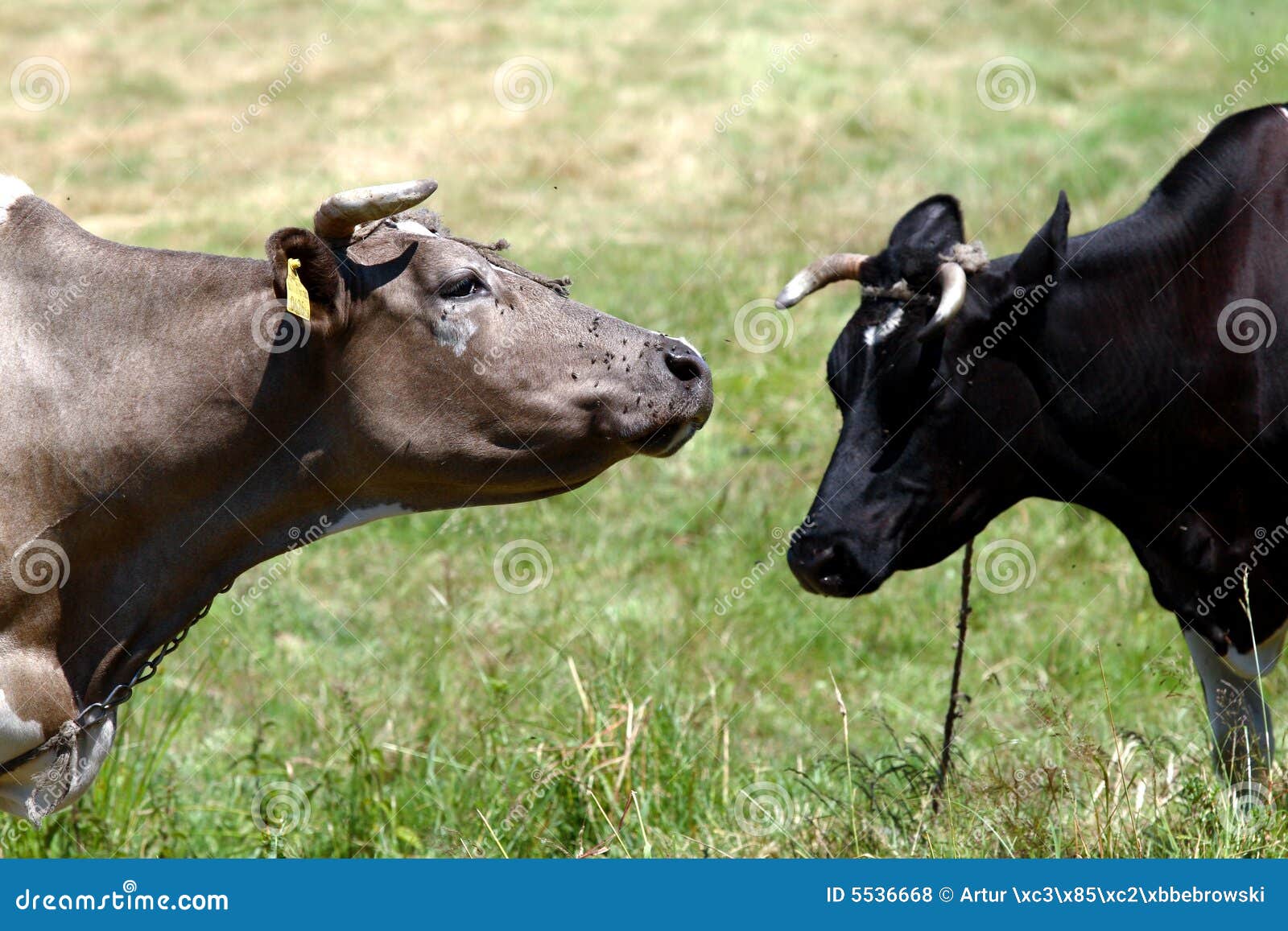 Escena De La Granja - Dos Vacas Foto de archivo - Imagen de amistad ...
