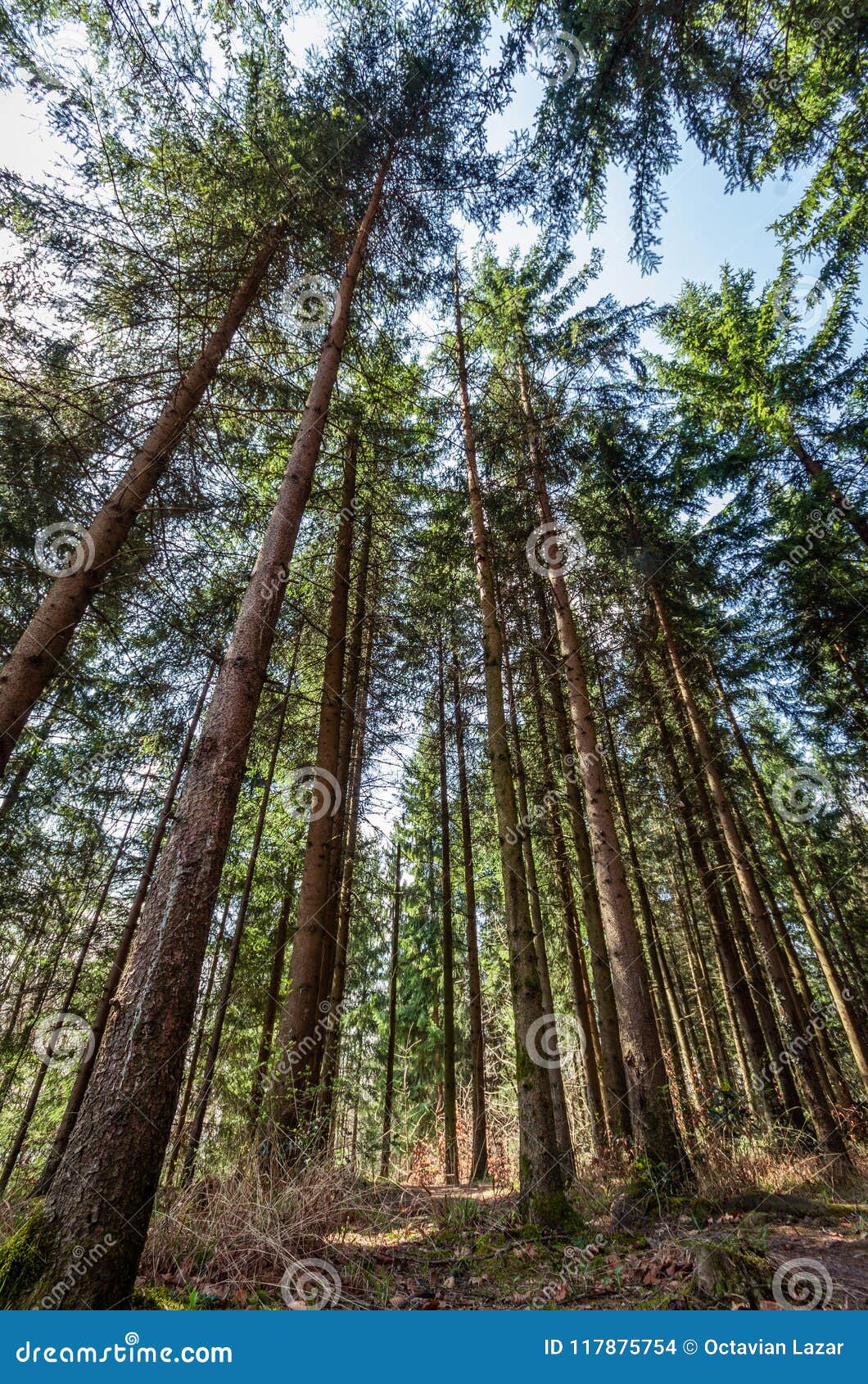 Escena Del Bosque En La Primavera Foto de archivo - Imagen de exterior ...