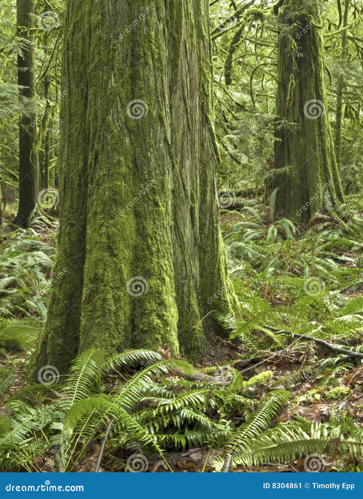 Escena Del Noroeste Pacífica Templada De La Selva Tropical Imagen de ...