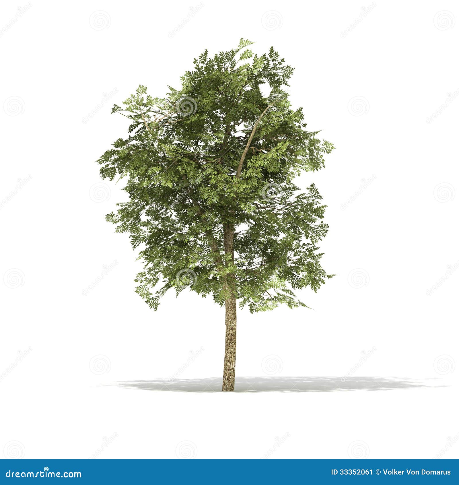 Esche stock illustration. Illustration of autumn, branch - 33352061