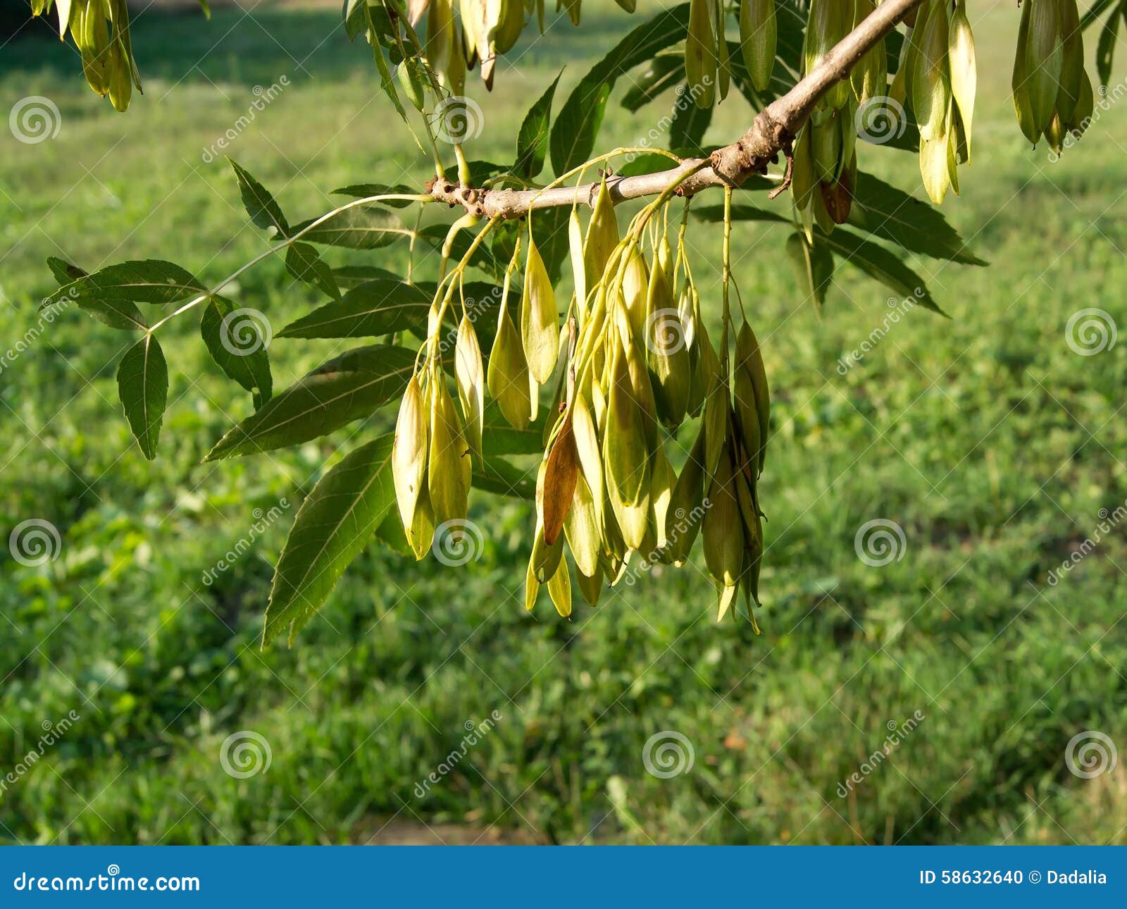 Eschen stockfoto. Bild von orange, bündel, frühling, bild - 58632640