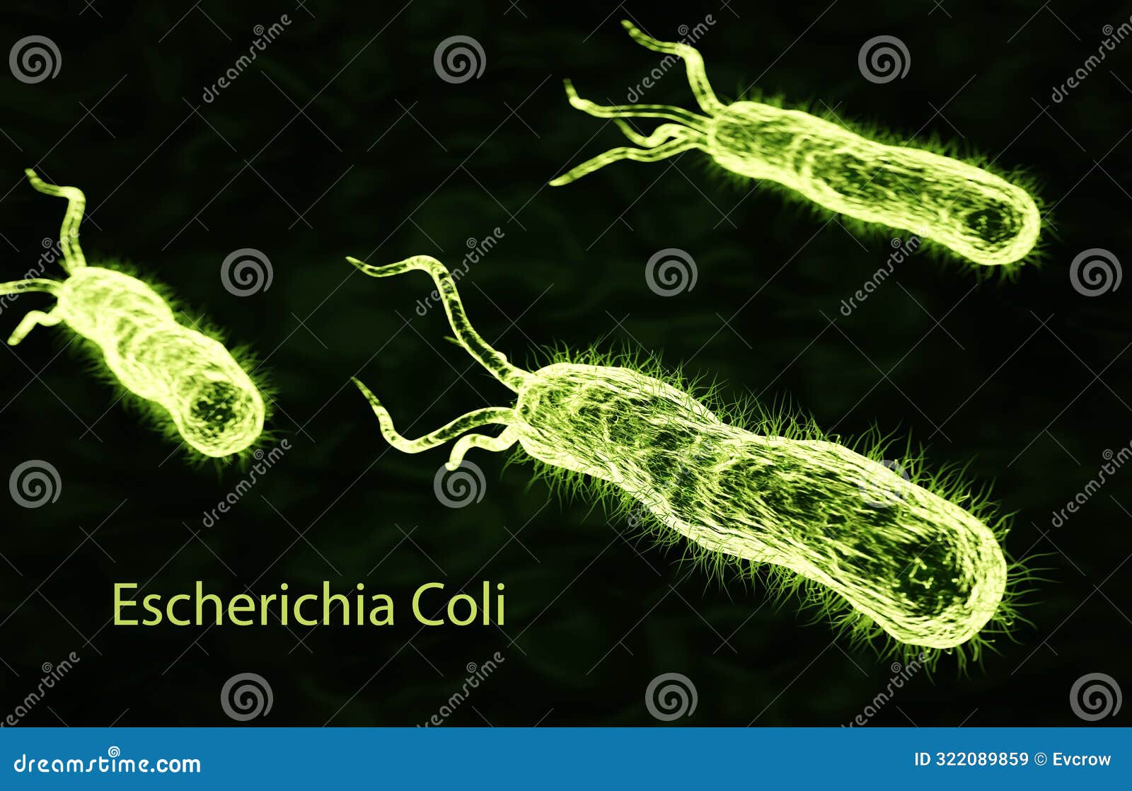 Escherichia Coli Bacteria Cell Stock Image | CartoonDealer.com #322089859