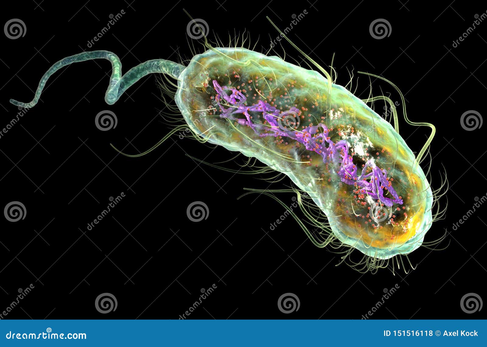 Escherichia Coli Bacteria E. Coli. 3D Illustration Stock Photo ... Escherichia Coli Bacteria E. Coli. 3D Illustration Stock Photo ...