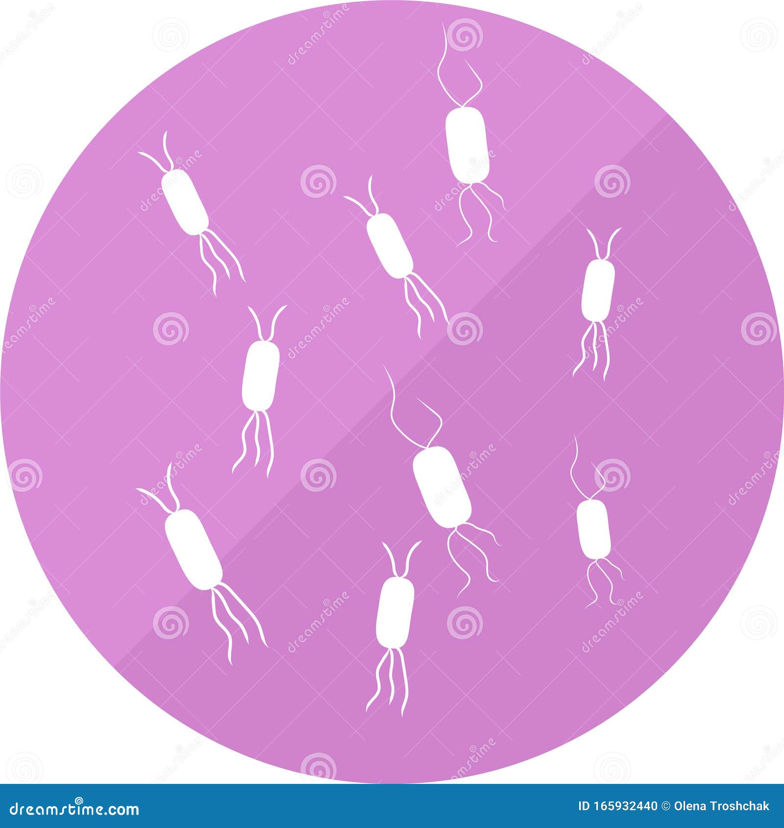 Escherichia Coli Bacterias Flora Intestinal Ilustración del Vector ...